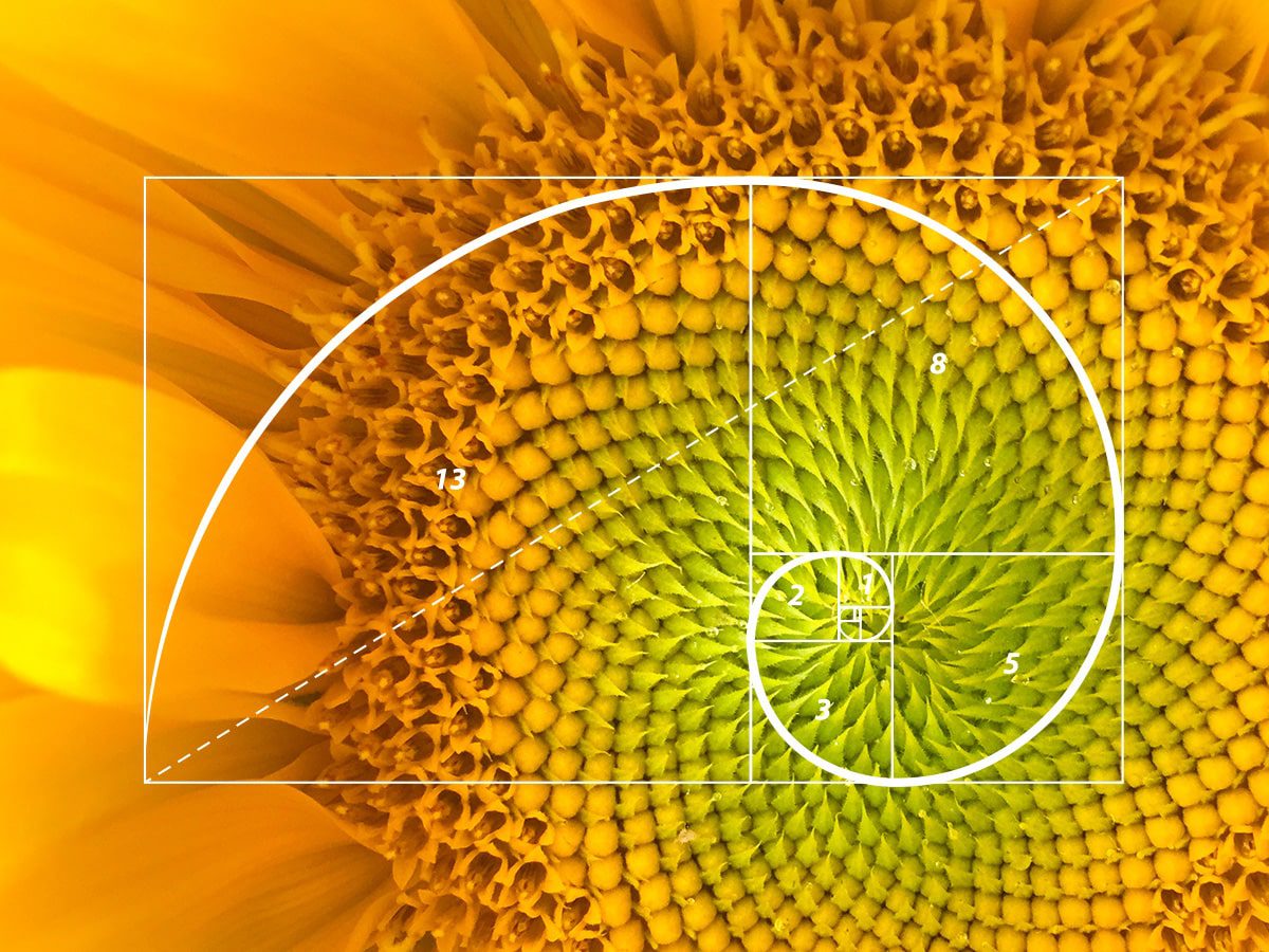 La Secuencia De Fibonacci La F rmula De La Naturaleza La BioZona Blog