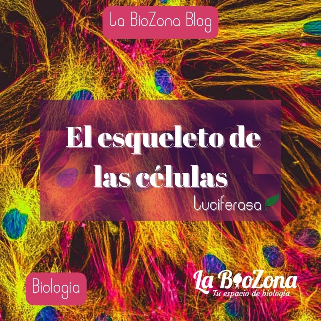 El esqueleto de las células - La BioZona Blog