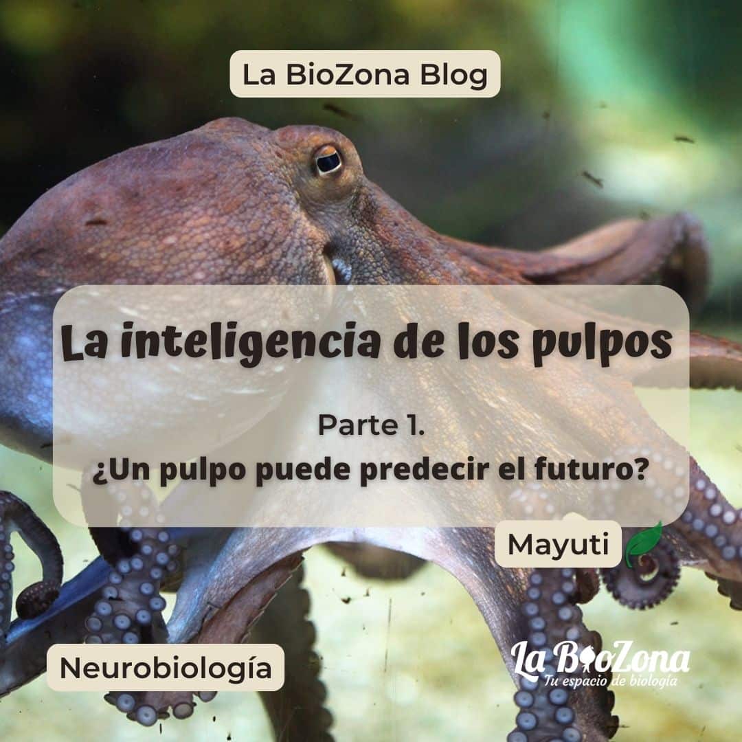 La inteligencia de los pulpos. Parte 1. ¿Un pulpo puede predecir el futuro? - La BioZona Blog