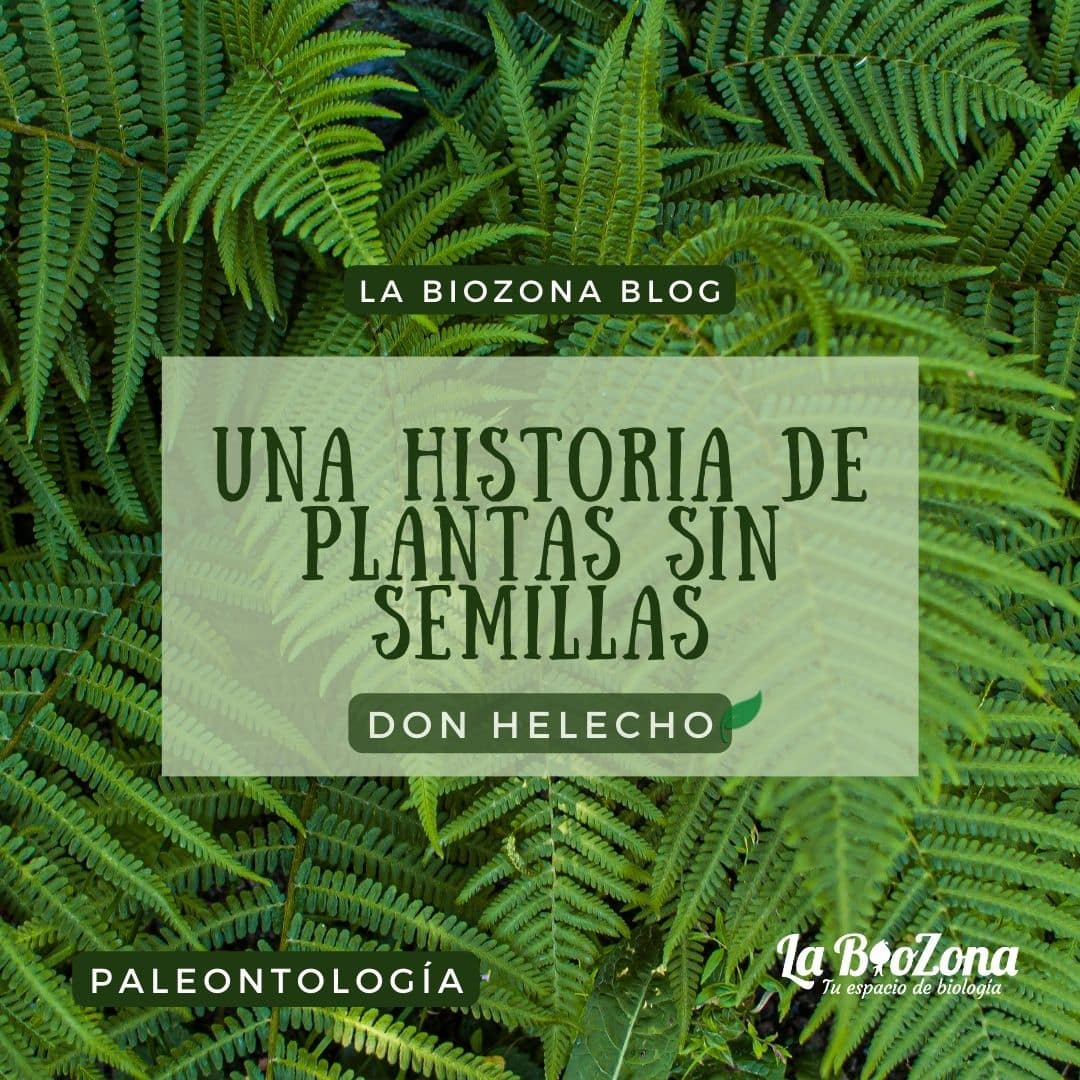 Plantas Sin Semillas