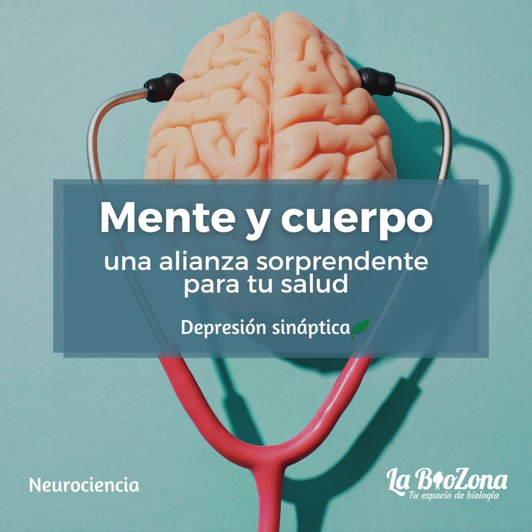Mente y cuerpo: una alianza sorprendente para tu salud - La BioZona Blog