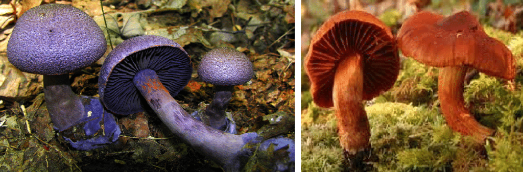 Los hongos de Mario Bros - La BioZona Blog