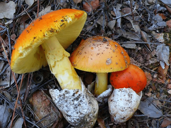 Los hongos de Mario Bros - La BioZona Blog