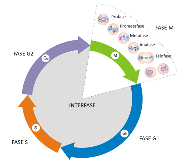 “Omnis cellula e cellula”, o el ¿cómo nace una célula?: El ciclo ...