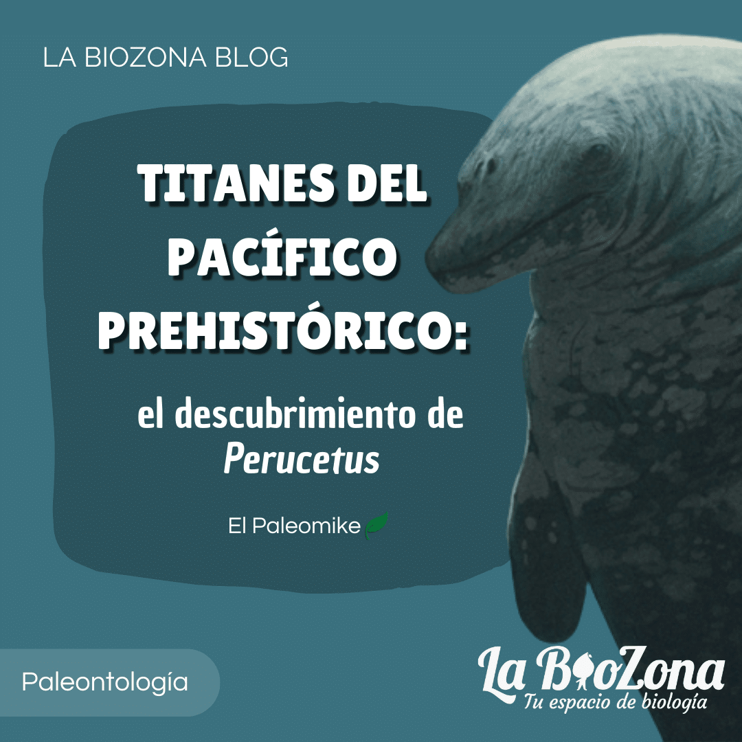 Titanes del Pacífico Prehistórico: El descubrimiento de Perucetus - La ...