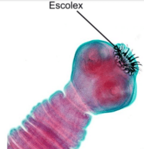 Parásitos en la carne: Taenia solium - La BioZona Blog