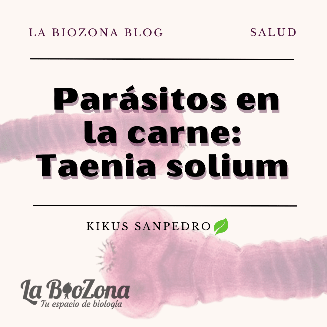 Parásitos en la carne: Taenia solium - La BioZona Blog