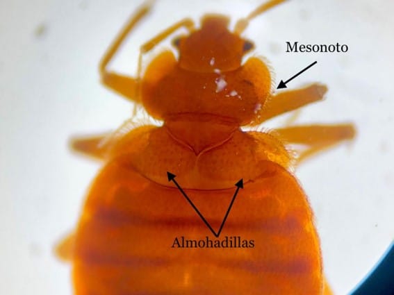 El pequeño monstruo encima de la cama: chinches - La BioZona Blog