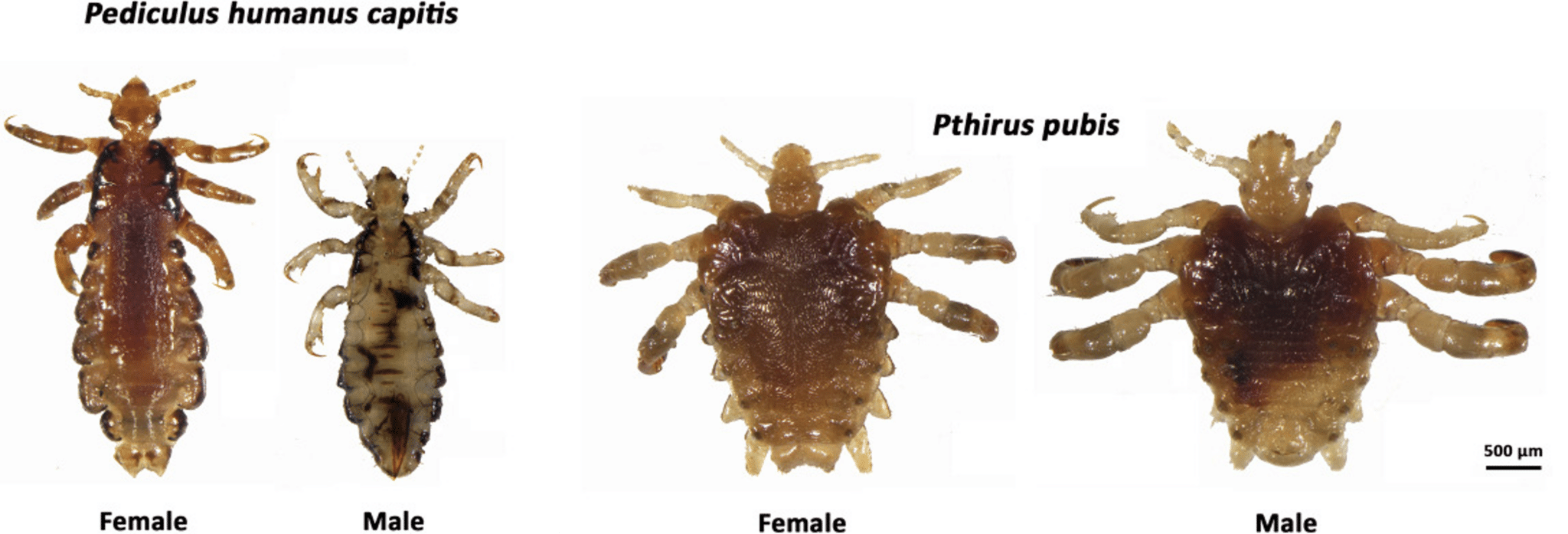 Entre agua, frío y sal, los piojos que viven sobre los mamíferos ...