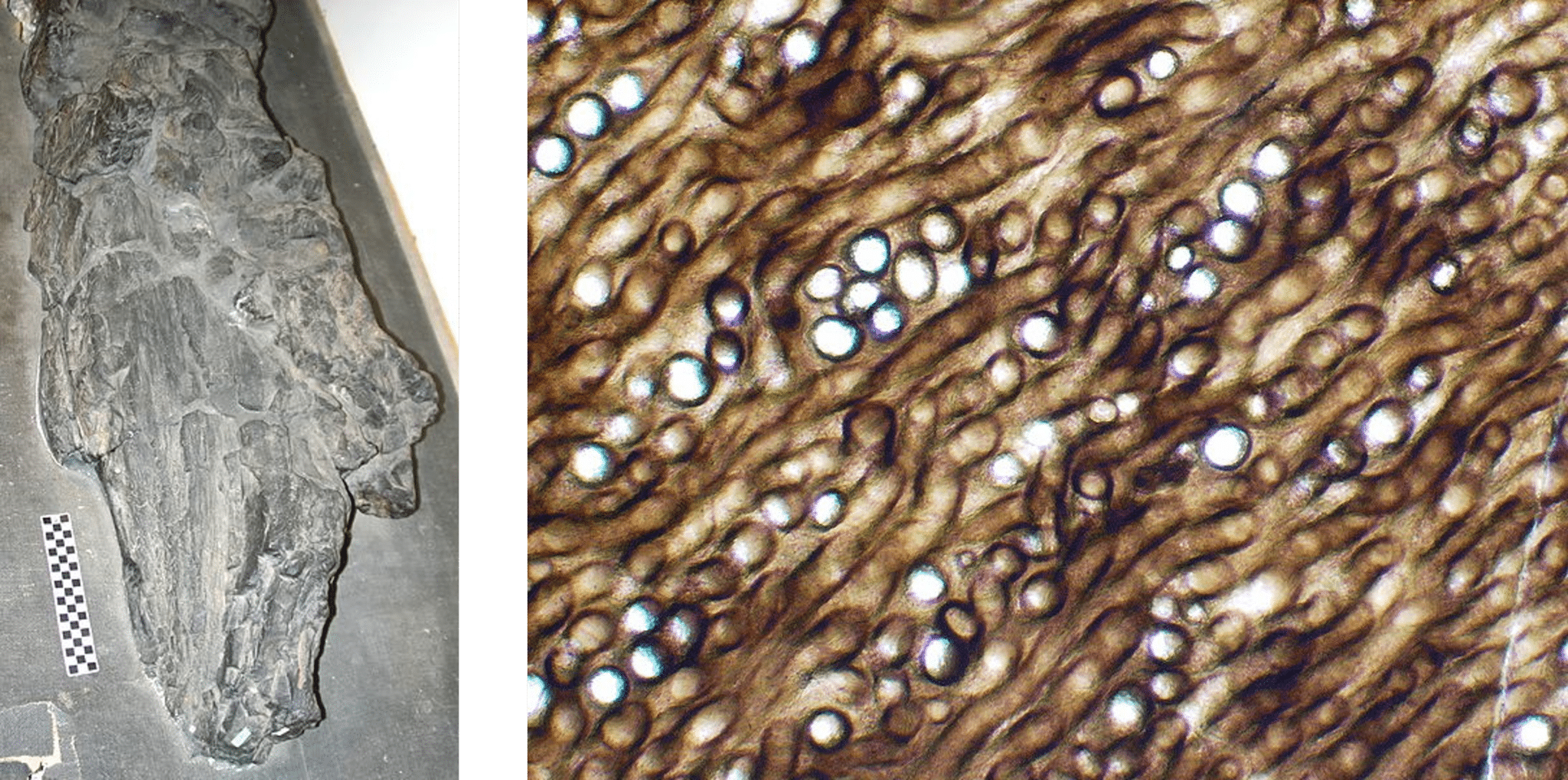 Prototaxites: los hongos gigantes que conquistaron el mundo - La ...