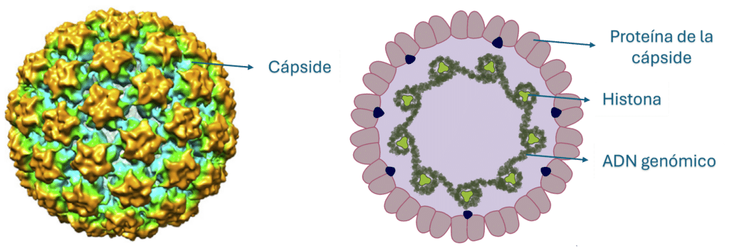 Un regalo inesperado: Virus del Papiloma Humano - La BioZona Blog