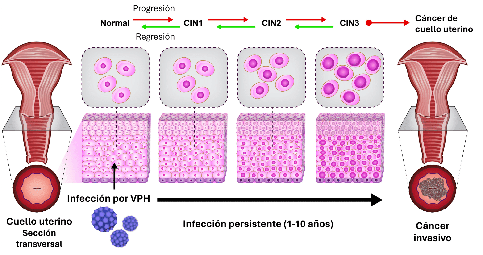 Un regalo inesperado: Virus del Papiloma Humano - La BioZona Blog