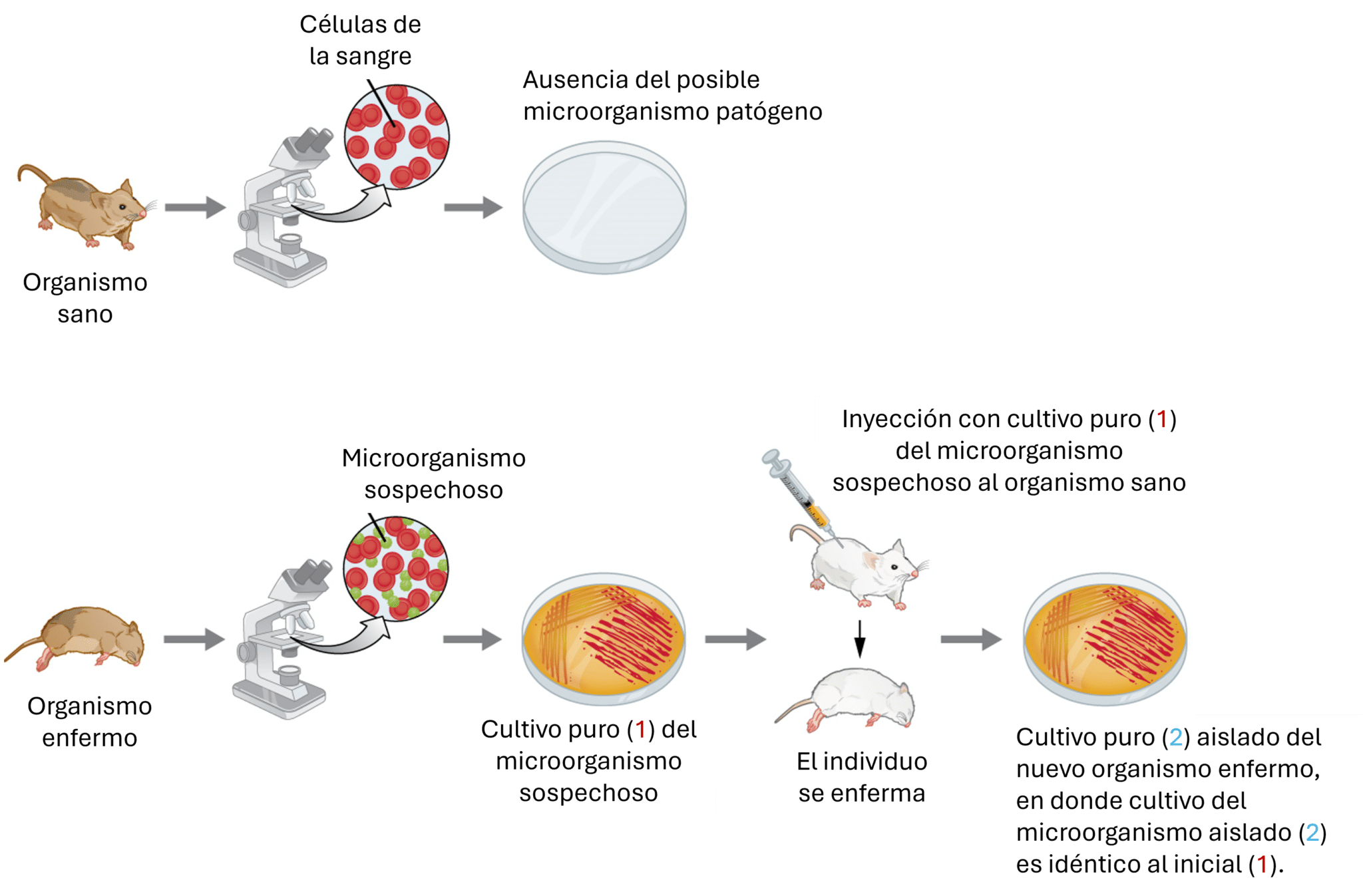 Una breve historia de amor en Japón con Robert Koch - La BioZona