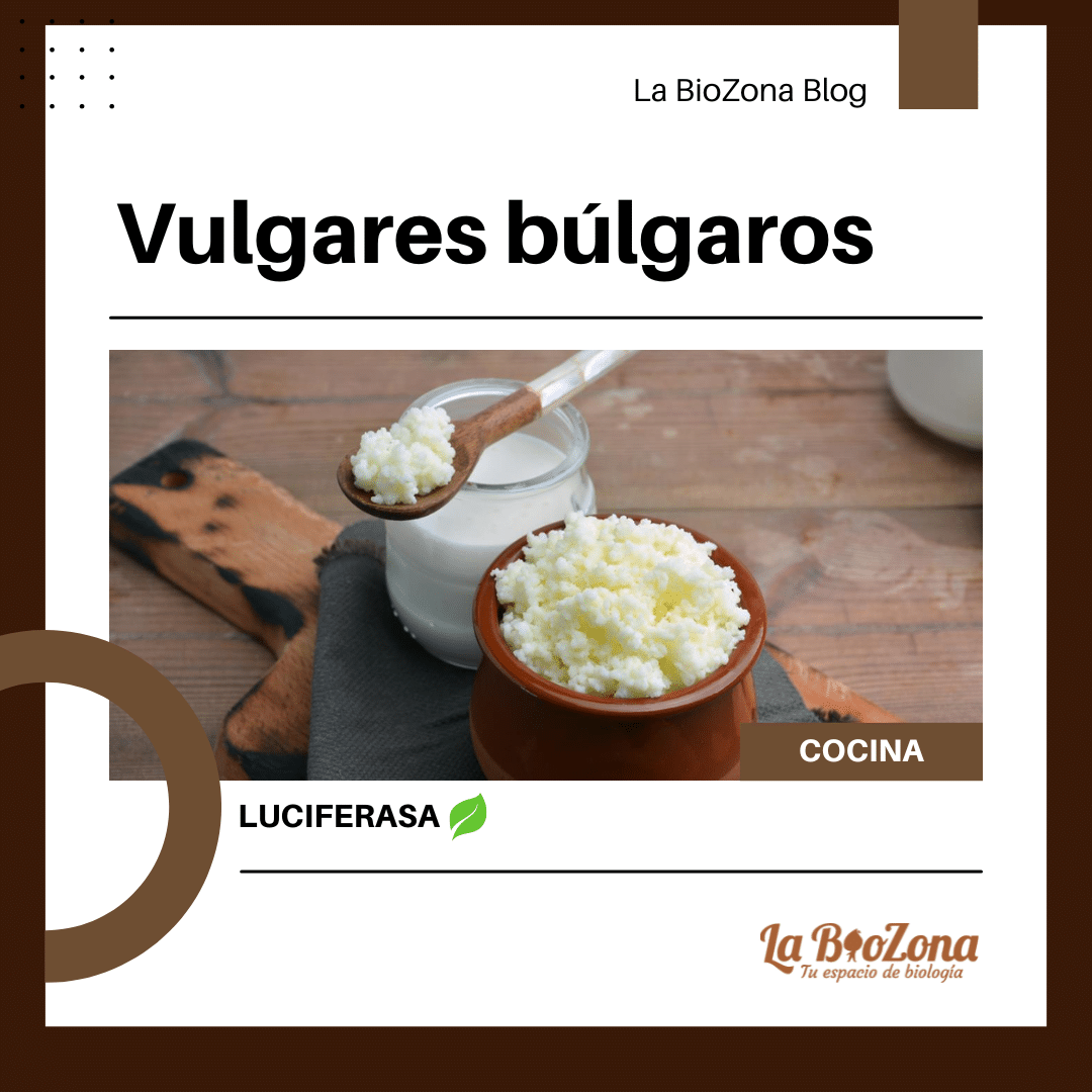 Vulgares búlgaros - La BioZona Blog