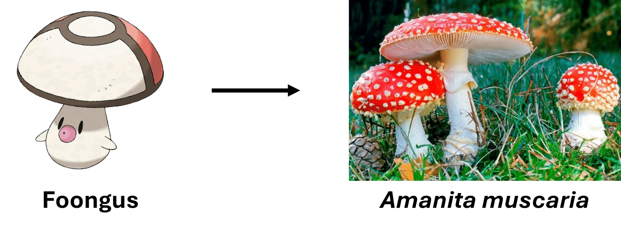 Lo que Pokémon nos enseña sobre los hongos - La BioZona Blog