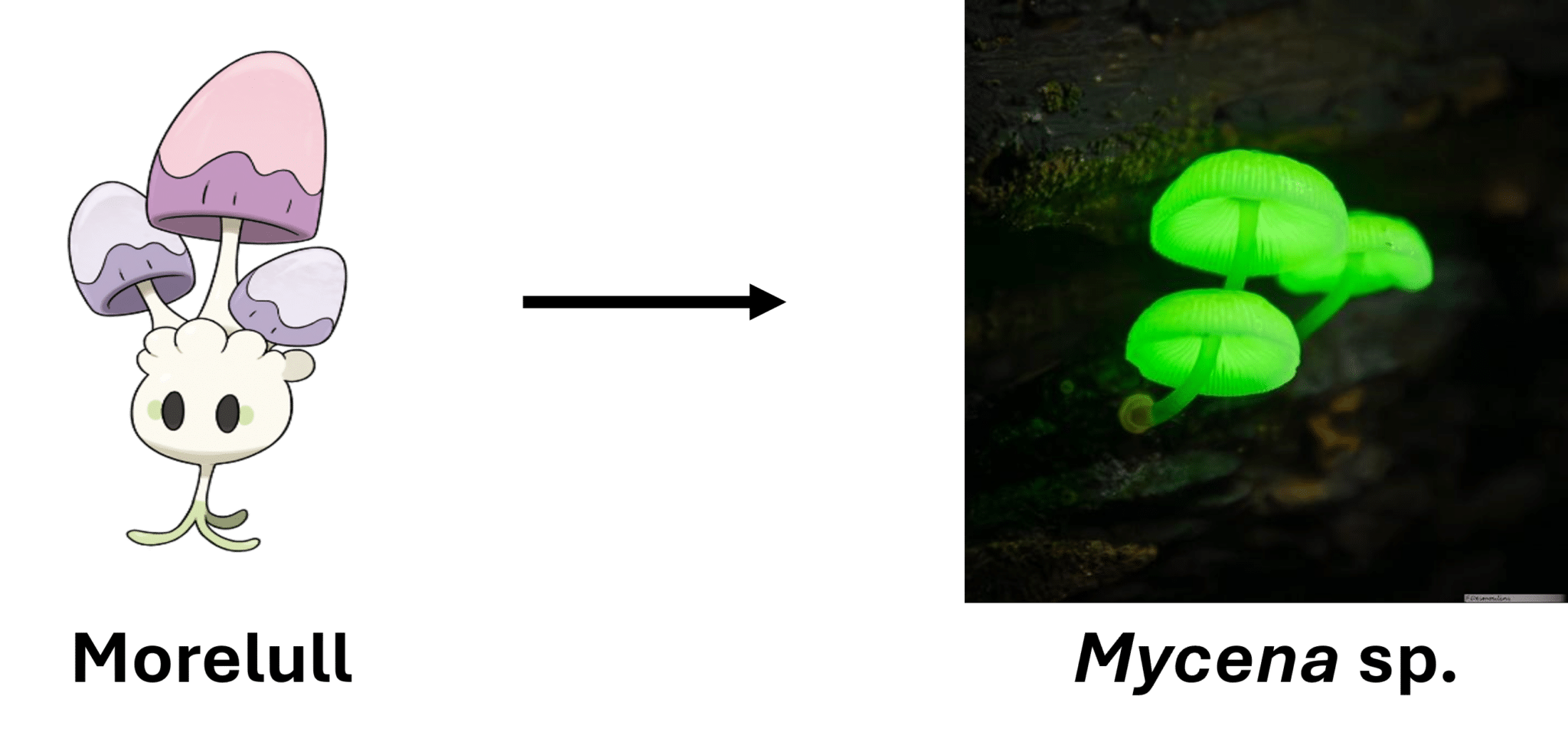 Lo que Pokémon nos enseña sobre los hongos - La BioZona Blog